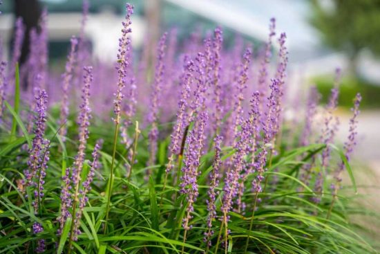 Plantas de sombra exterior para tu jardín Blog del héroe Greencut