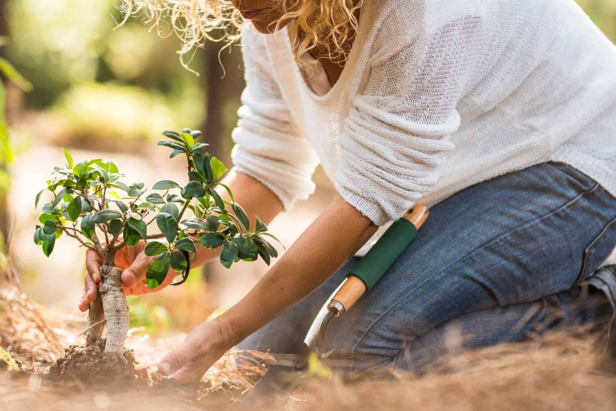 Hormonas de enraizamiento: tu jardín saludable - Blog del héroe Greencut