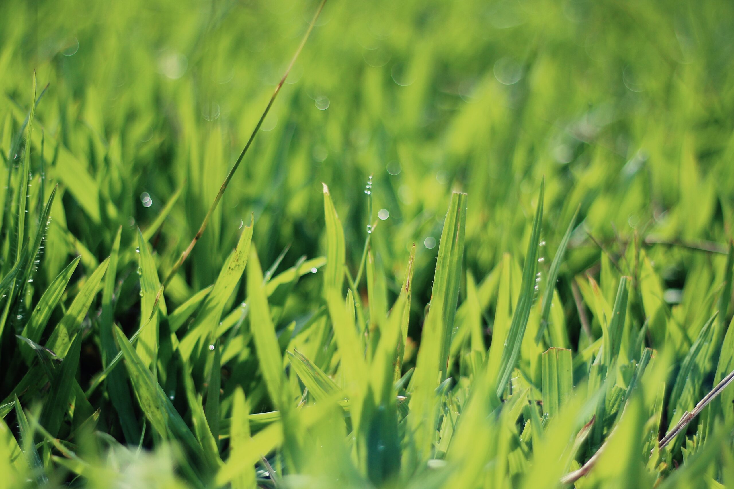 ¿Estás buscando el césped adecuado para tu jardín? Descubre cómo ...