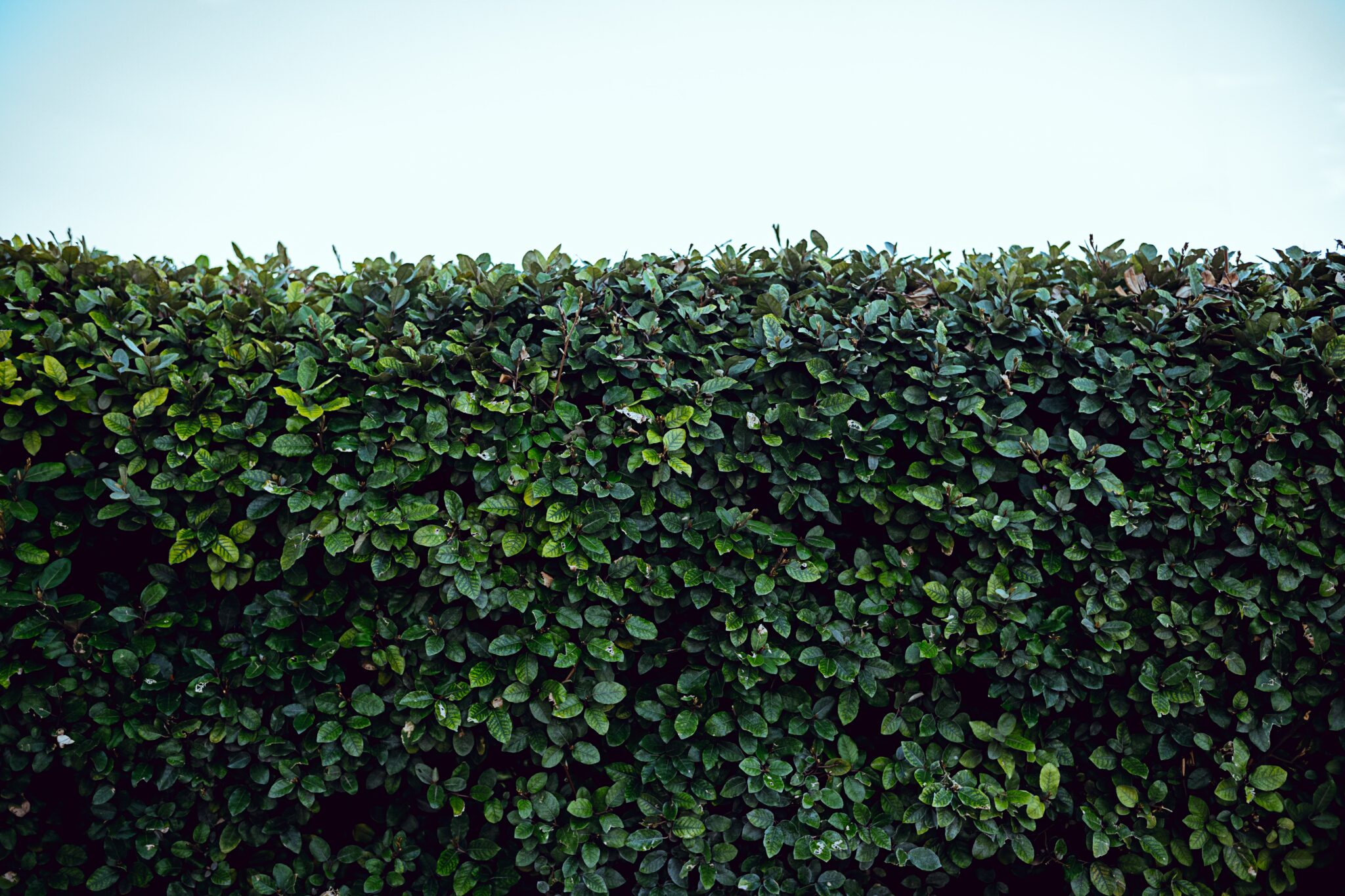 Cuándo realizar la poda para que sea un éxito - Greencut